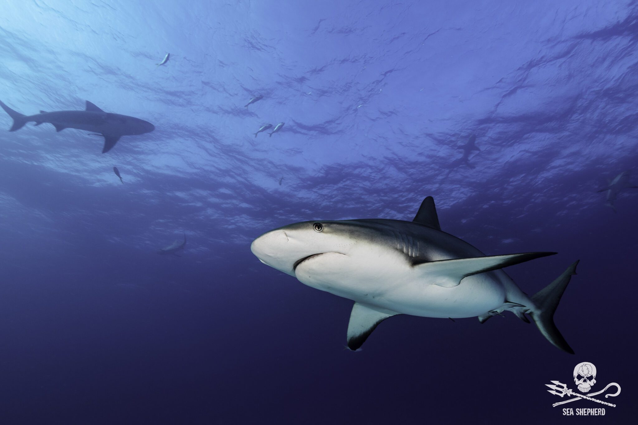 Tubarão é perigoso? Sim, no seu prato. - Sea Shepherd Brasil