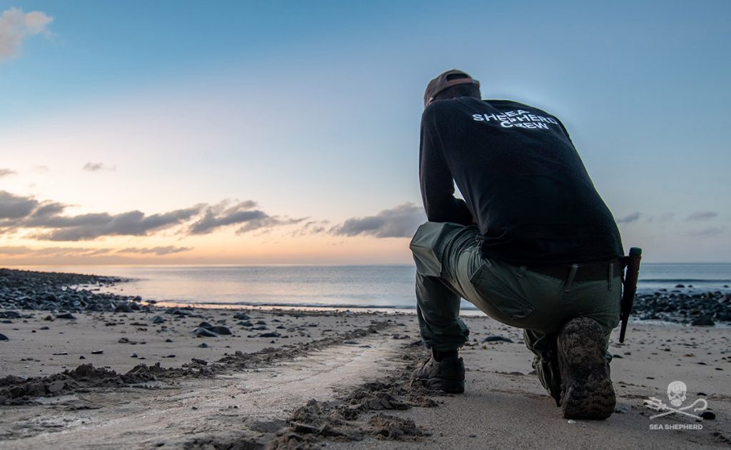 SEA SHEPHERD E PAUL WATSON LUTAM CONTRA INIMIGO INTERNO PARA DEFENDER ...